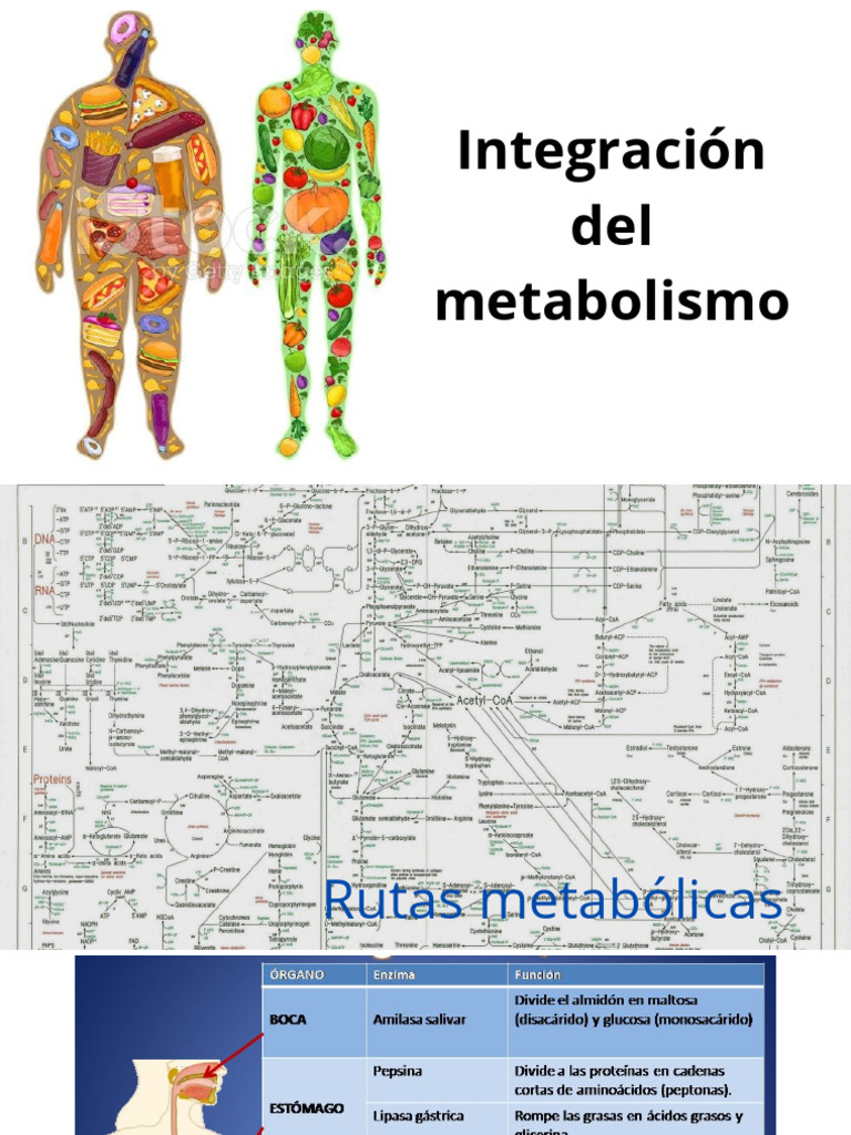 Integración Del Metabolismo | PDF