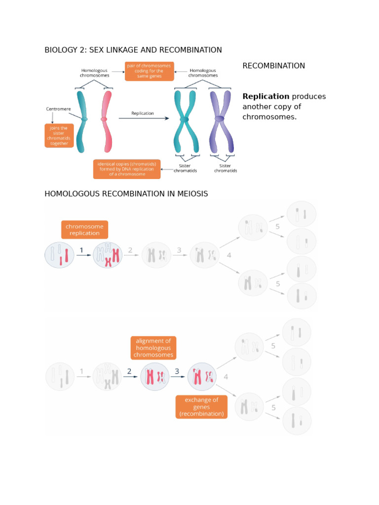 Biology 2 Sex Lingkage And Recombination Pdf Genotype Genetic