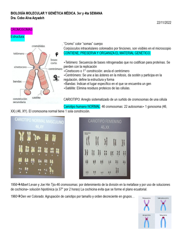 Mapa Cromosómico y Alteraciones Genéticas | PDF | Potencia celular ...