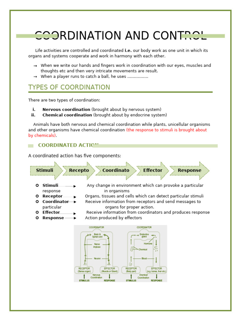 Coordination and Control (N) | PDF | Axon | Myelin