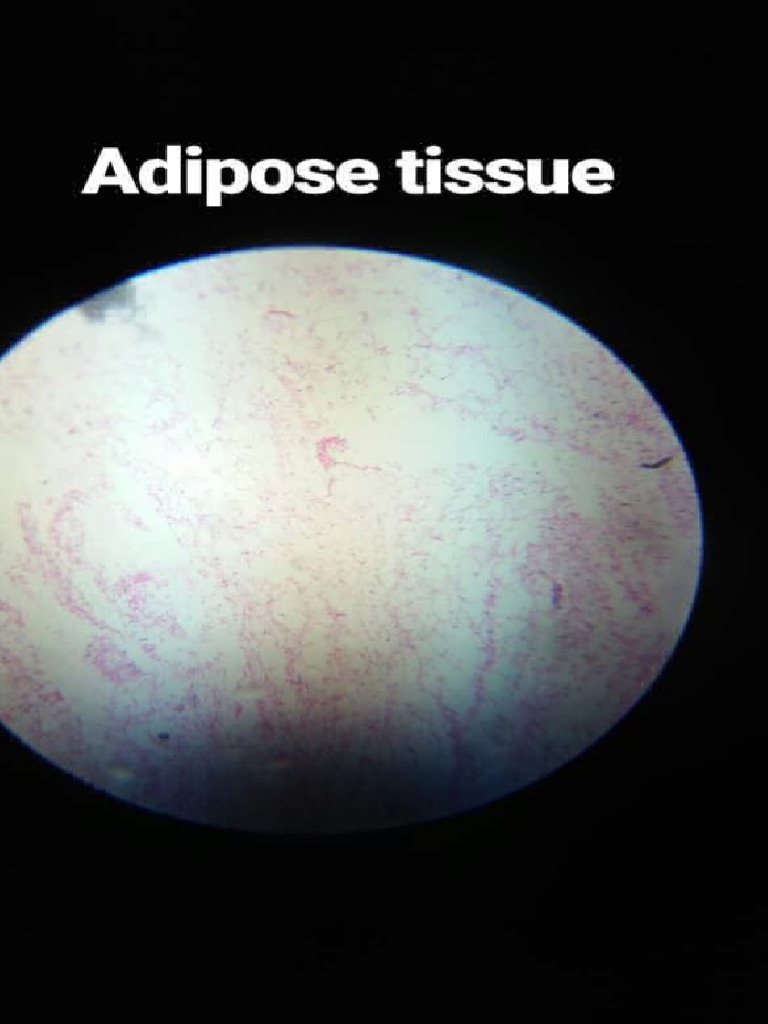 Full Histo Slides | PDF