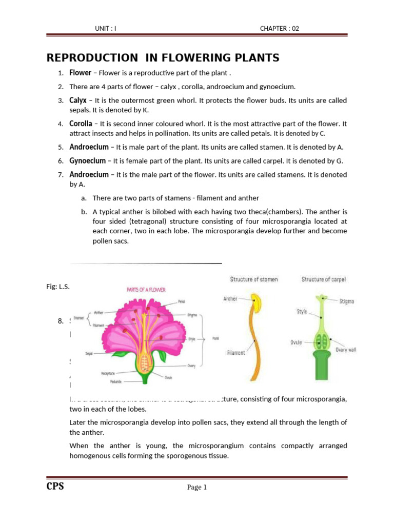Assignment Biology Class XII | PDF | Seed | Flowers