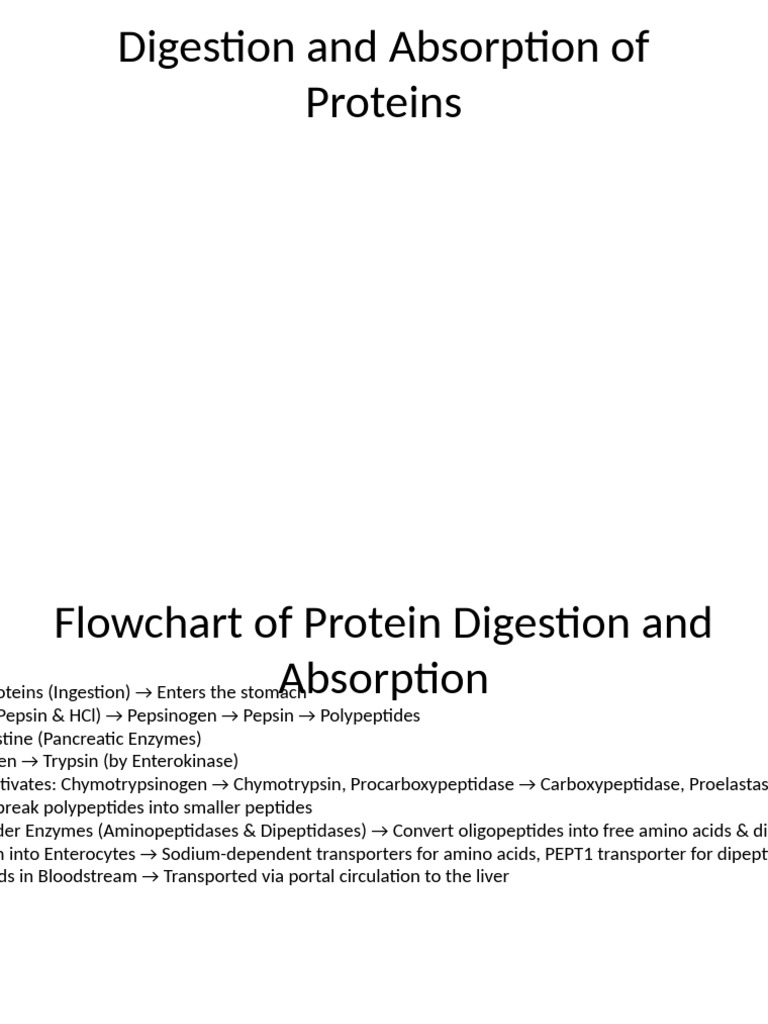 Protein Digestion Absorption | PDF