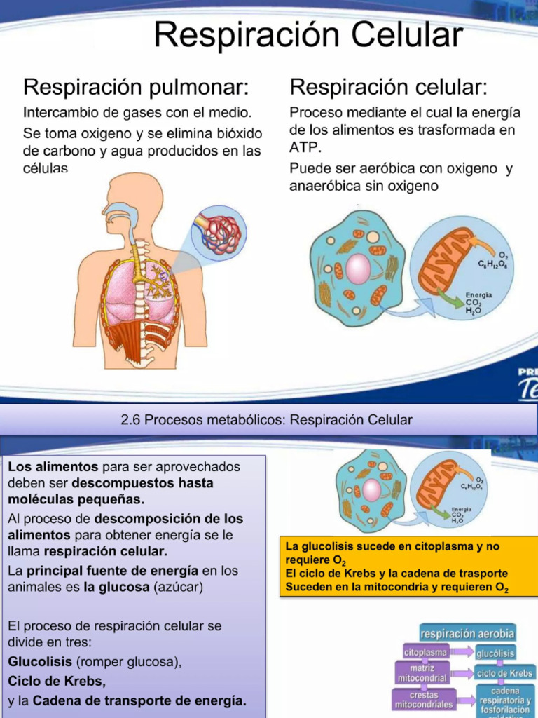 Respiracion Celular | PDF