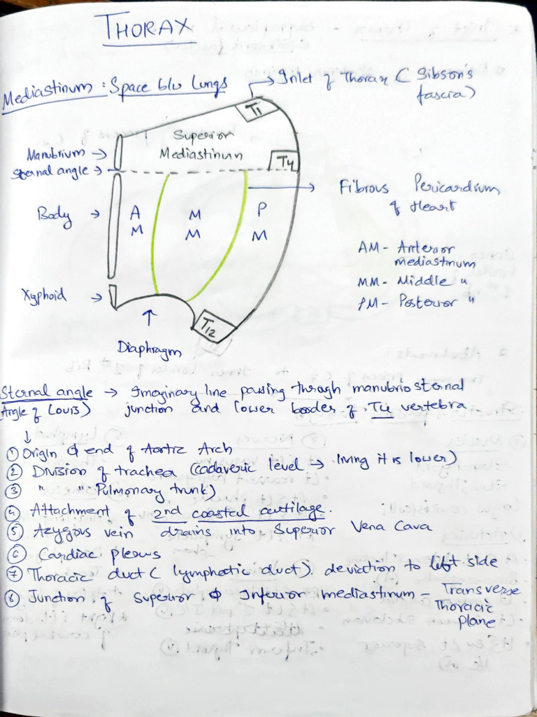 Thorax Notes (Sura) - 250329 - 233532 | PDF