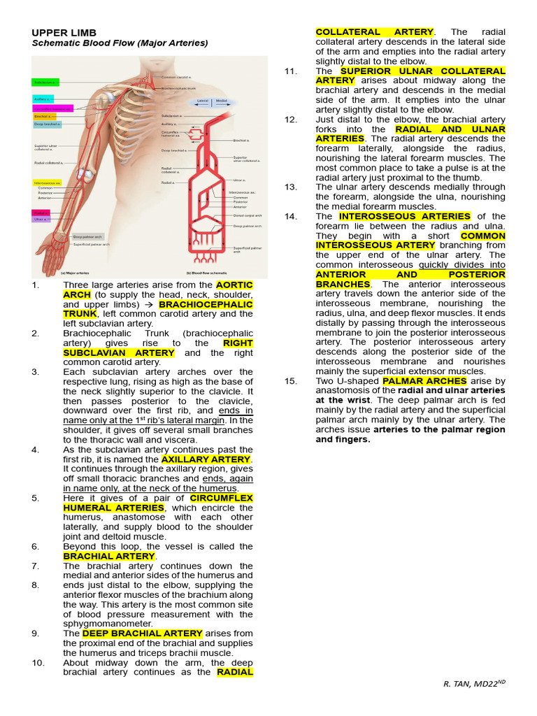 Upper Limb Blood Flow: Major Arteries | PDF | Elbow | Arm