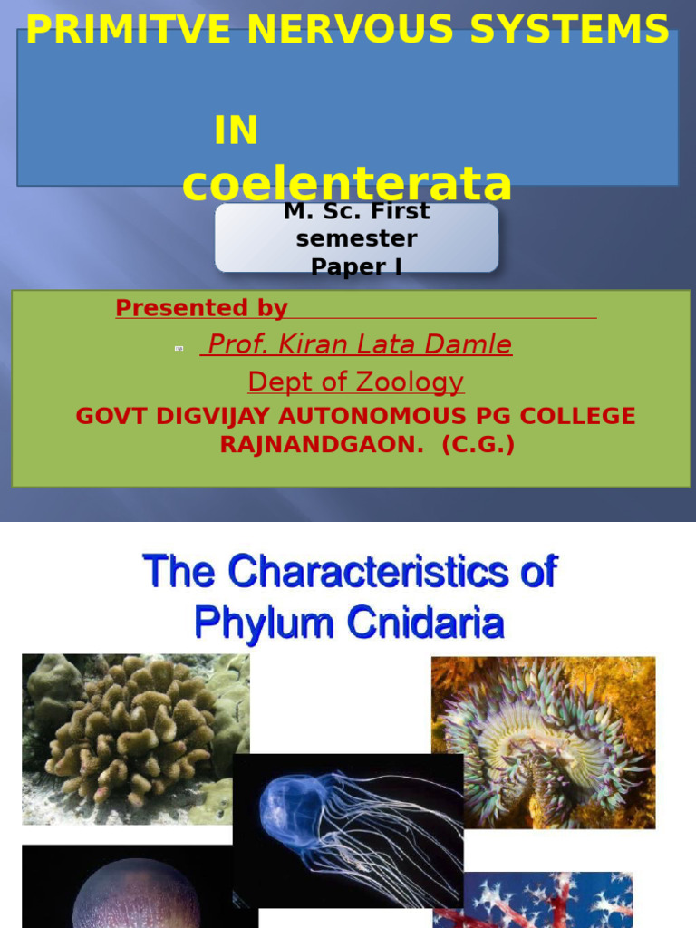 Primitive Nervous System in Coelenterates | PDF | Biology | Zoology