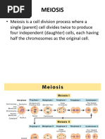 Meiosis Overview by Amoeba Sisters | PDF | Meiosis | Mitosis
