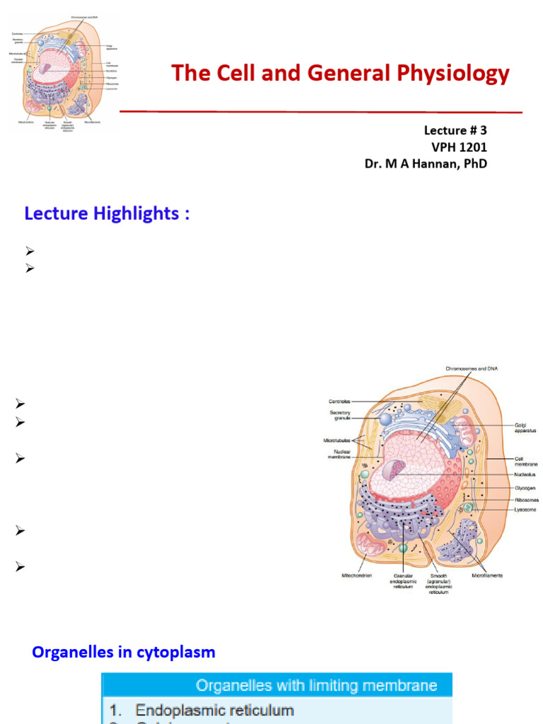 The Cell and General Physiology 3 | PDF | Cell Nucleus | Endoplasmic ...