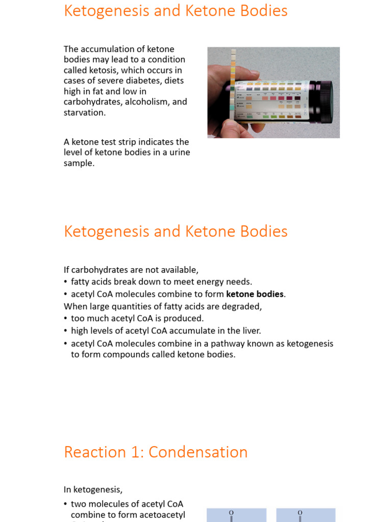 Ketogenesis and Ketone Bodies | PDF | Ketosis | Diabetes