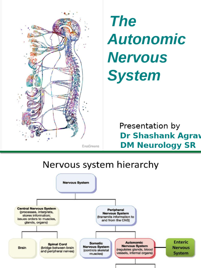 AUTONOMIC NERVOUS SYSTEM | PDF | Autonomic Nervous System | Motor Neuron