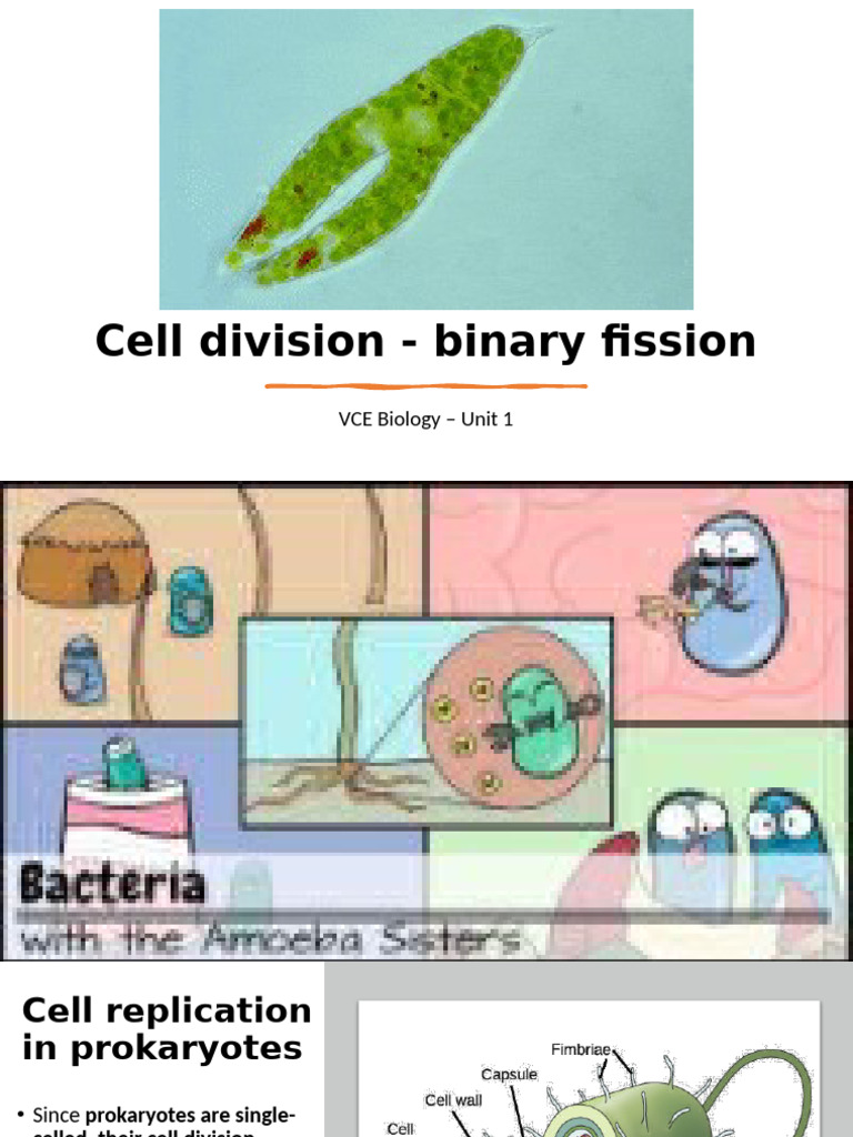 Binary Fission in Prokaryotes Explained | PDF