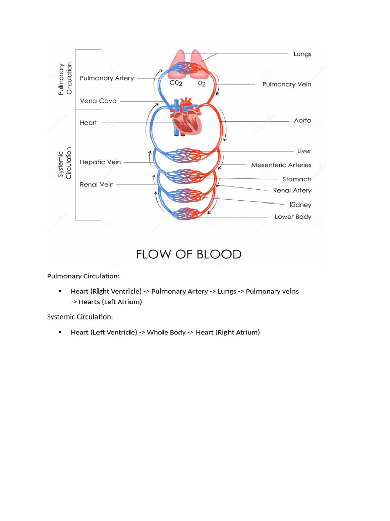 Pulmonary Circulation | PDF