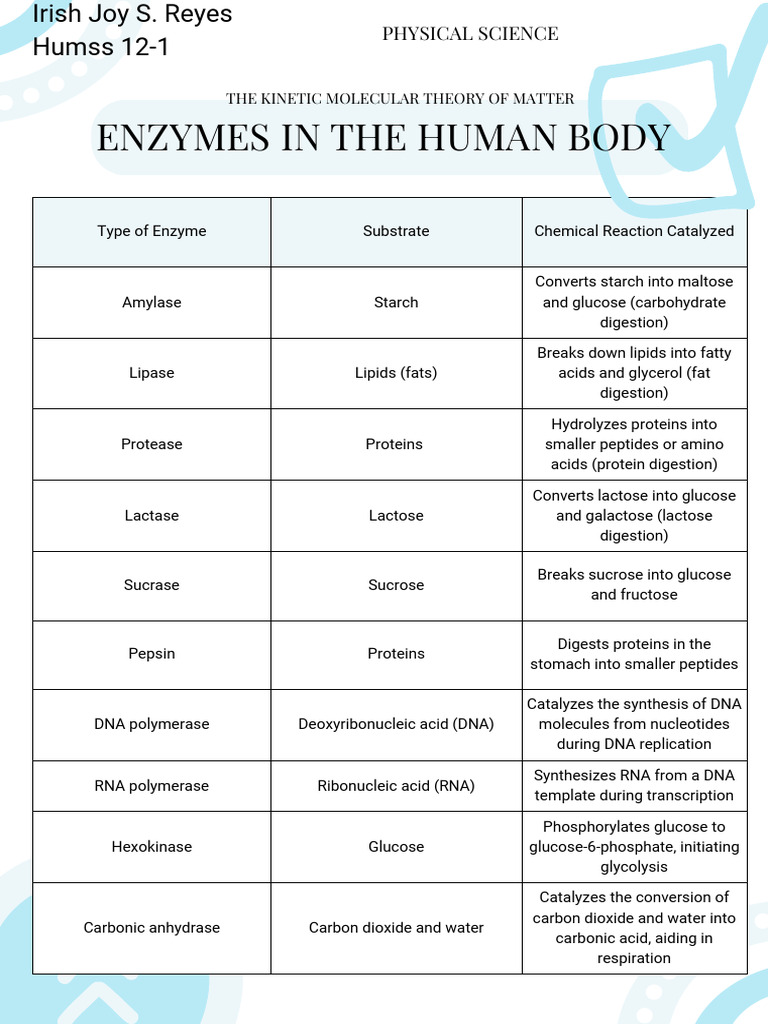 Enzymes in the Human Body | PDF | Digestion | Glucose