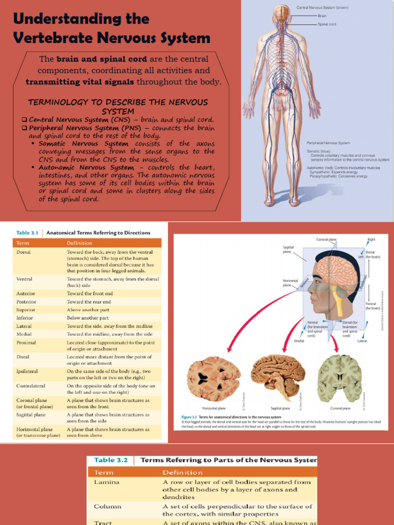 Structure of The Vertebrate Lesson V | PDF | Cerebrospinal Fluid | Cerebrum