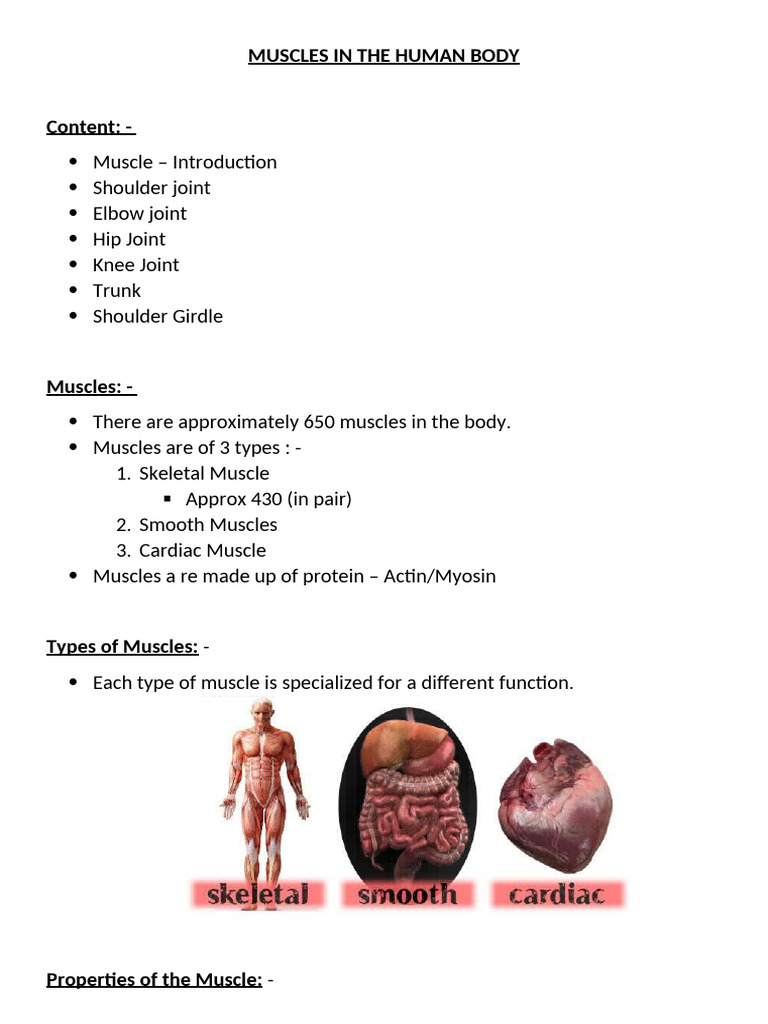 Overview of Human Body Muscles | PDF