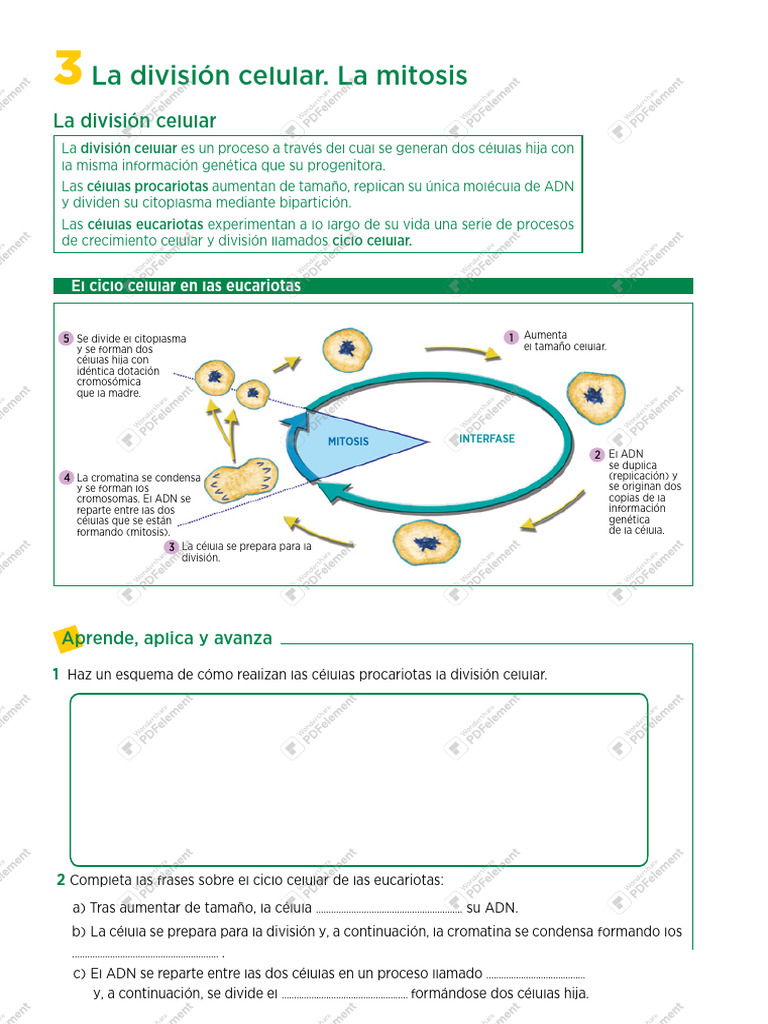 Division Celular Mitosis | PDF | Mitosis | Biología Celular
