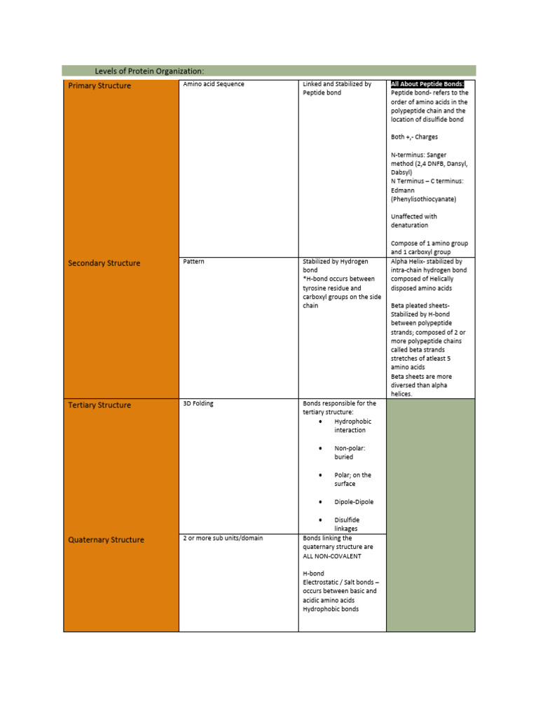 Levels of Protein Organization | PDF | Protein Structure | Beta Sheet