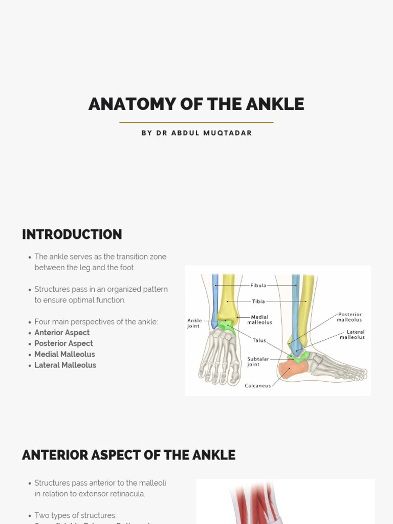 Anatomy of The Ankle | PDF