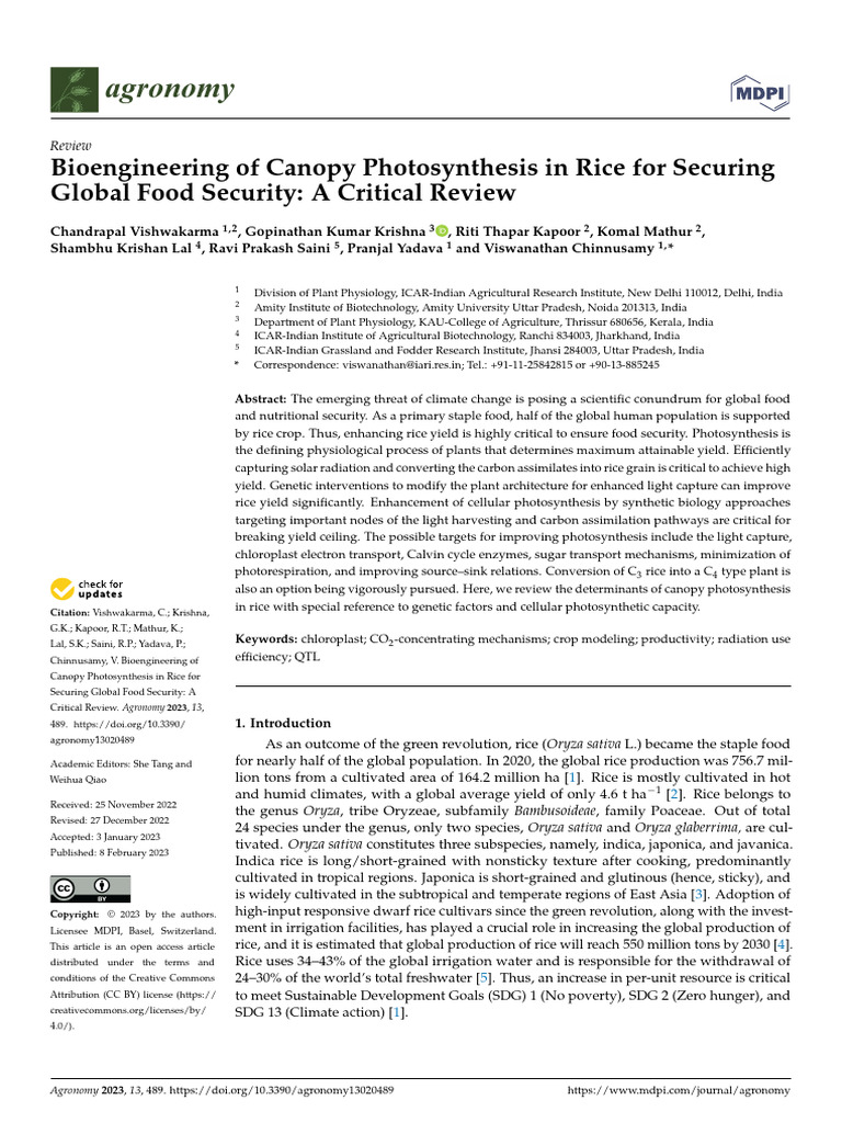 Bioengineering of Canopy Photosynthesis in Rice For Securing Global ...