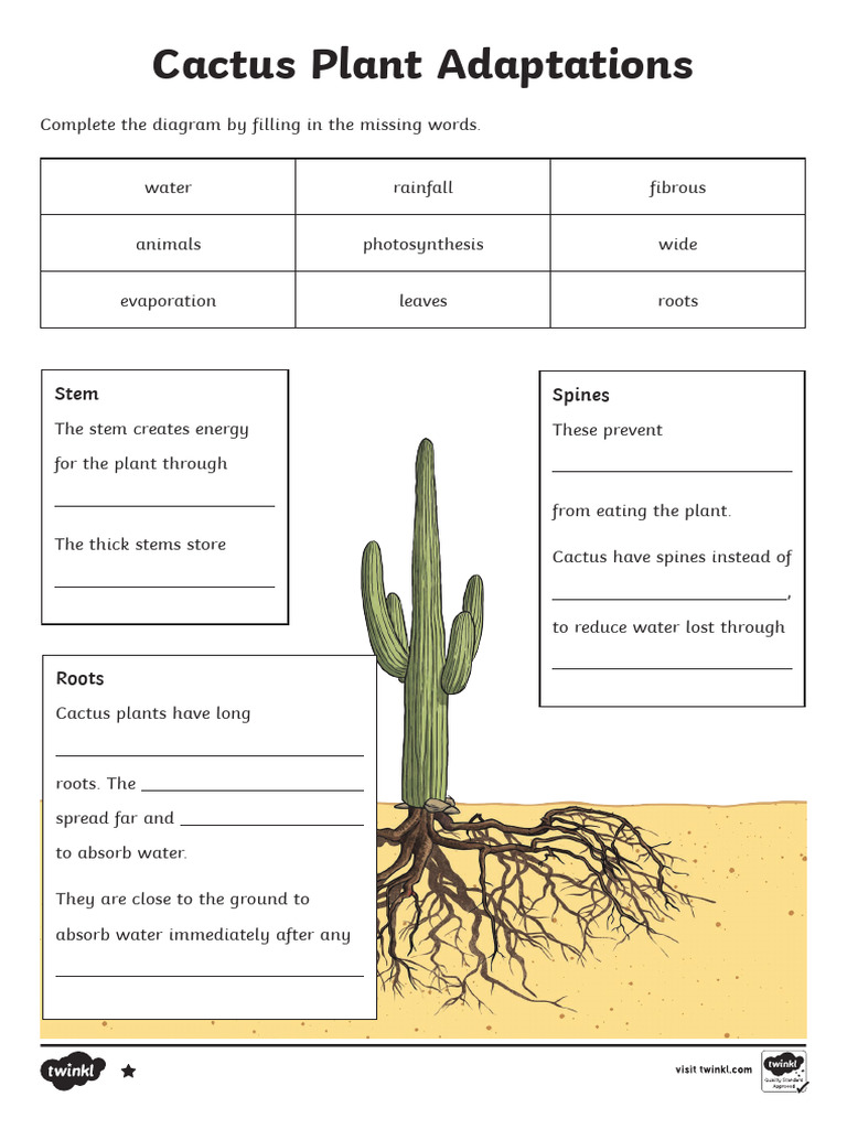 10.cactus Plant Differentiated Activity Sheets | PDF