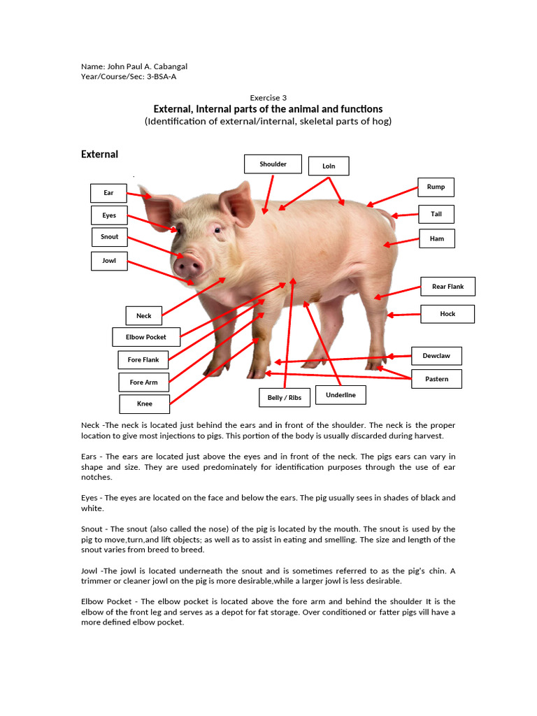 AS04 Swine Exercise 3,4,5 | PDF | Digestion | Inbreeding