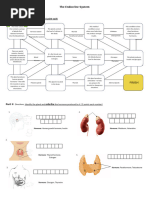 The Human Endocrine System's Glands Worksheet | PDF | Endocrine System ...