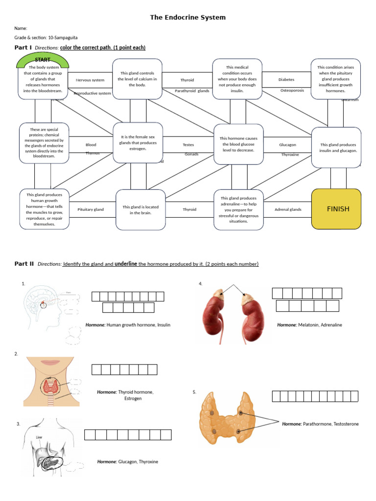 SCIENCE 10 The Endocrine System Worksheet | PDF | Endocrine System ...