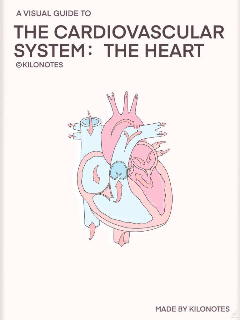 The Cardiovascular System: Heart Notes | PDF