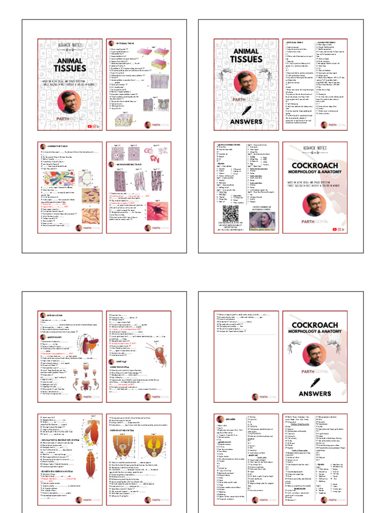 Animal Tissue Study Guide for NEET | PDF | Epithelium | Connective Tissue
