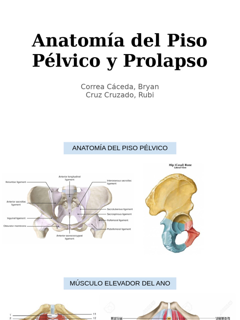 Anatomía Del Piso Pélvico y Prolapso | PDF | Vagina | Parto