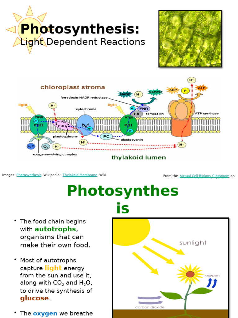 Inbound 3647473058273134793 | PDF | Photosynthesis | Chloroplast