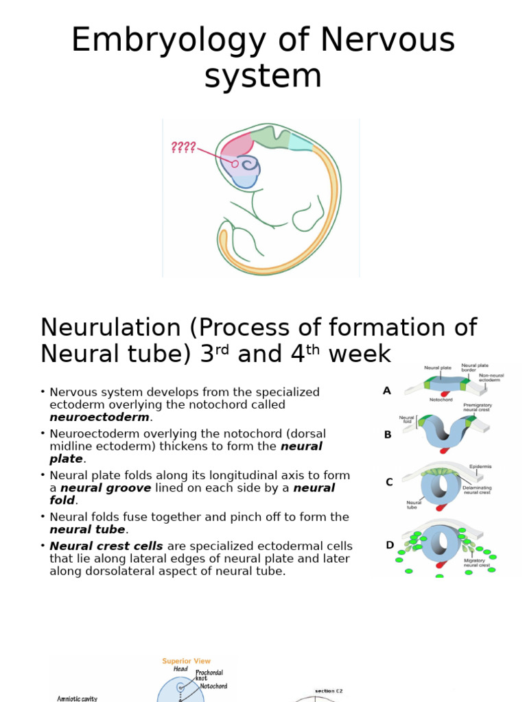 Development of Nervous System | PDF | Central Nervous System | Spinal Cord