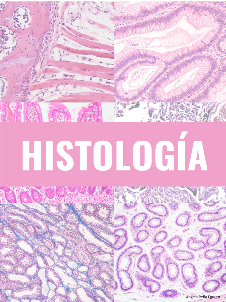 TOCHO - HISTOLOGÍA Ángela Peña | PDF | Tejido conectivo | Epitelio