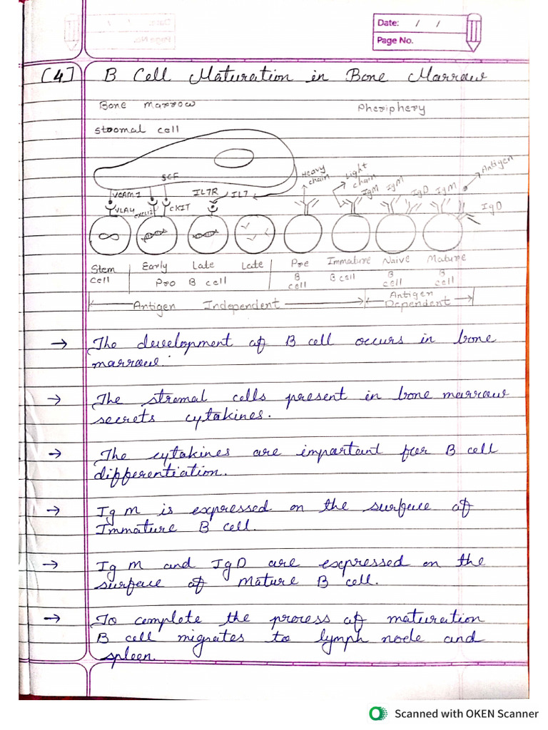 B cell Maturation In Bone Marrow | PDF