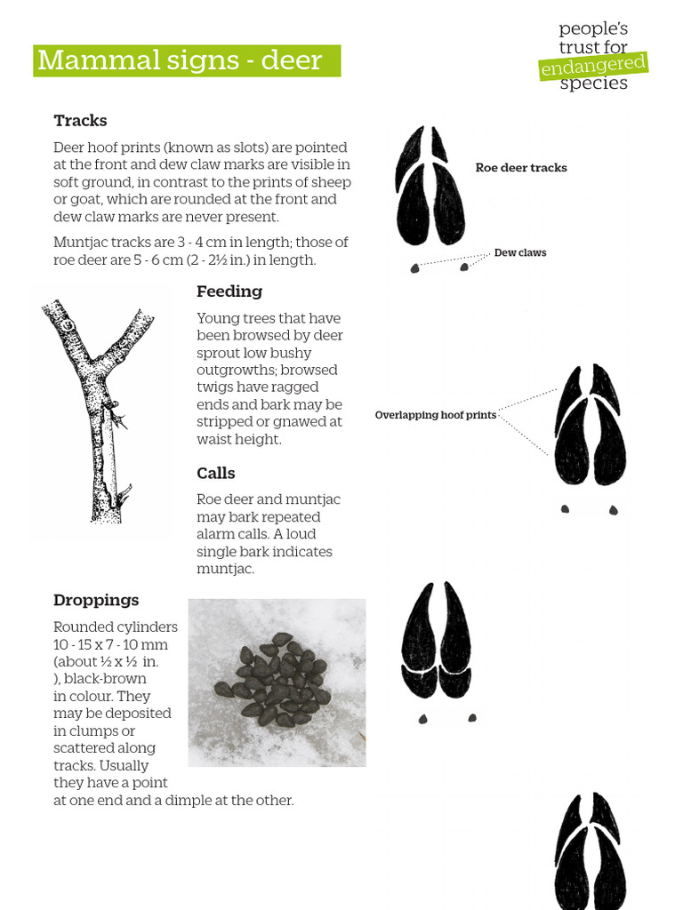 Deer Signs Updated | PDF