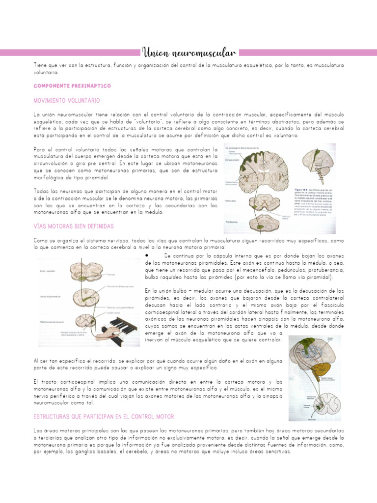 3. SINAPSIS NEUROMUSCULAR Y PLACA MOTORA[1] | PDF | Neurona motora ...