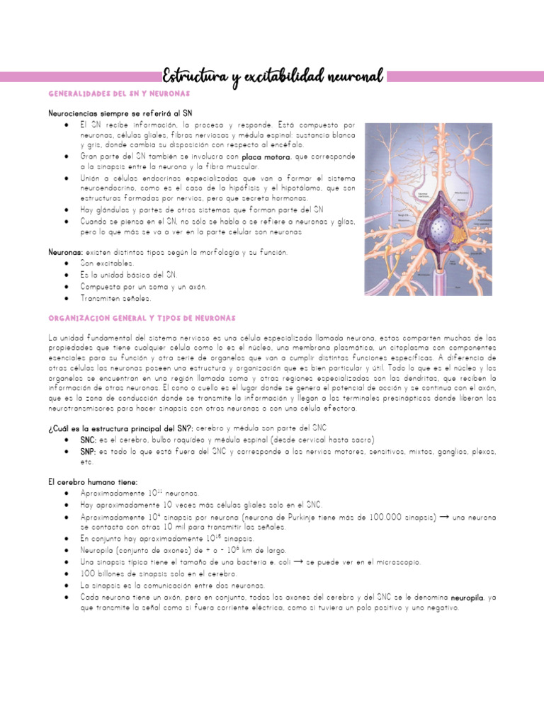 Estructura y Excitabilidad Neuronal | PDF | Potencial de acción | Sinapsis