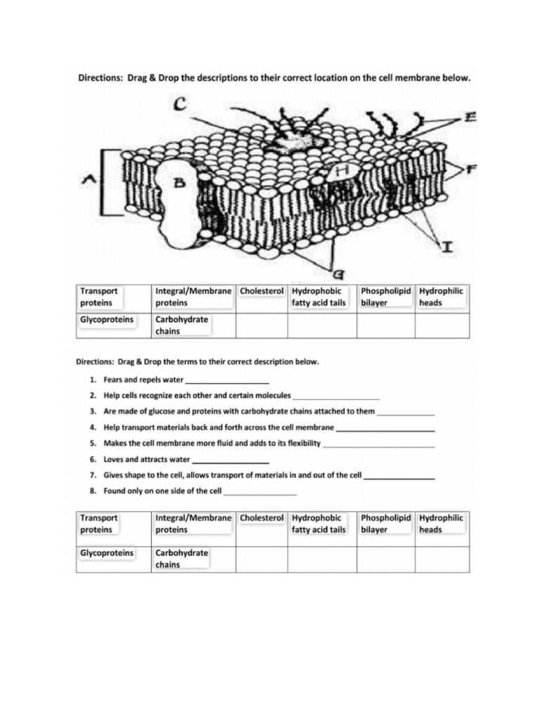 Cell Membrane worksheet | PDF