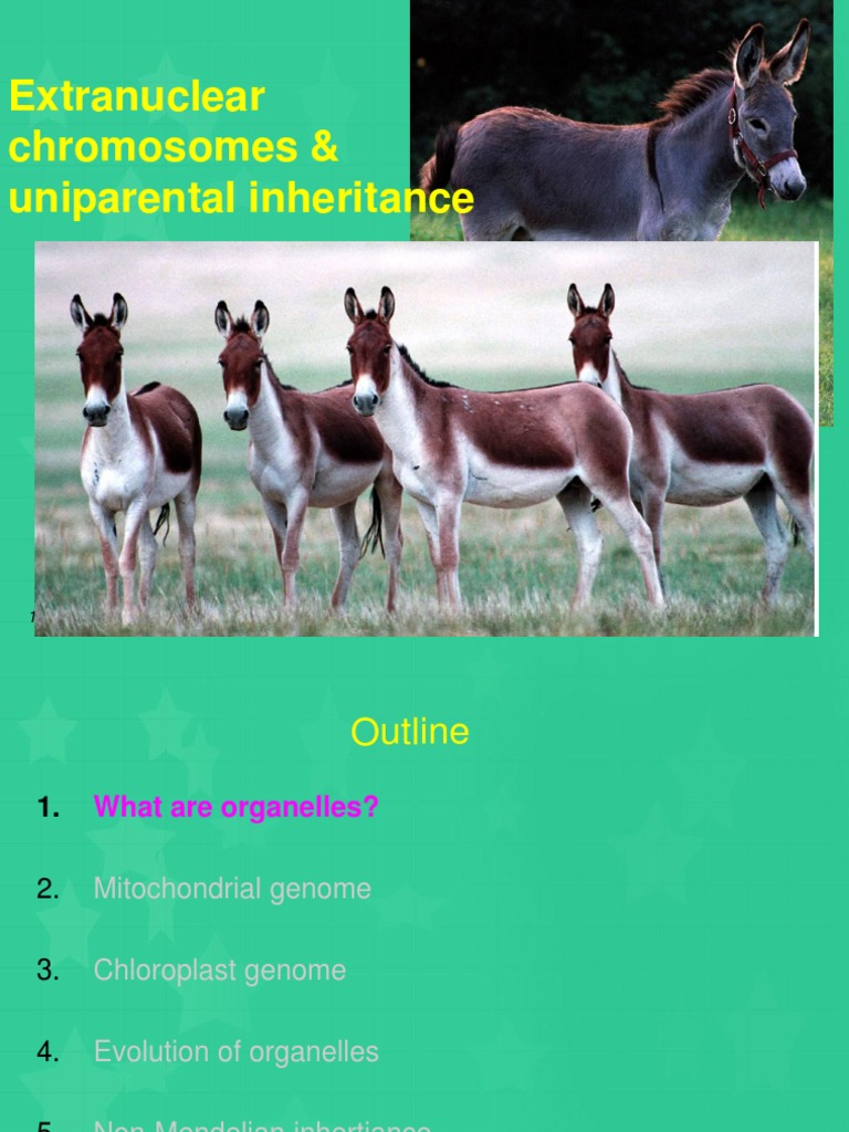 Extranuclear Inheritance & Organelles | PDF | Mitochondrial Dna ...