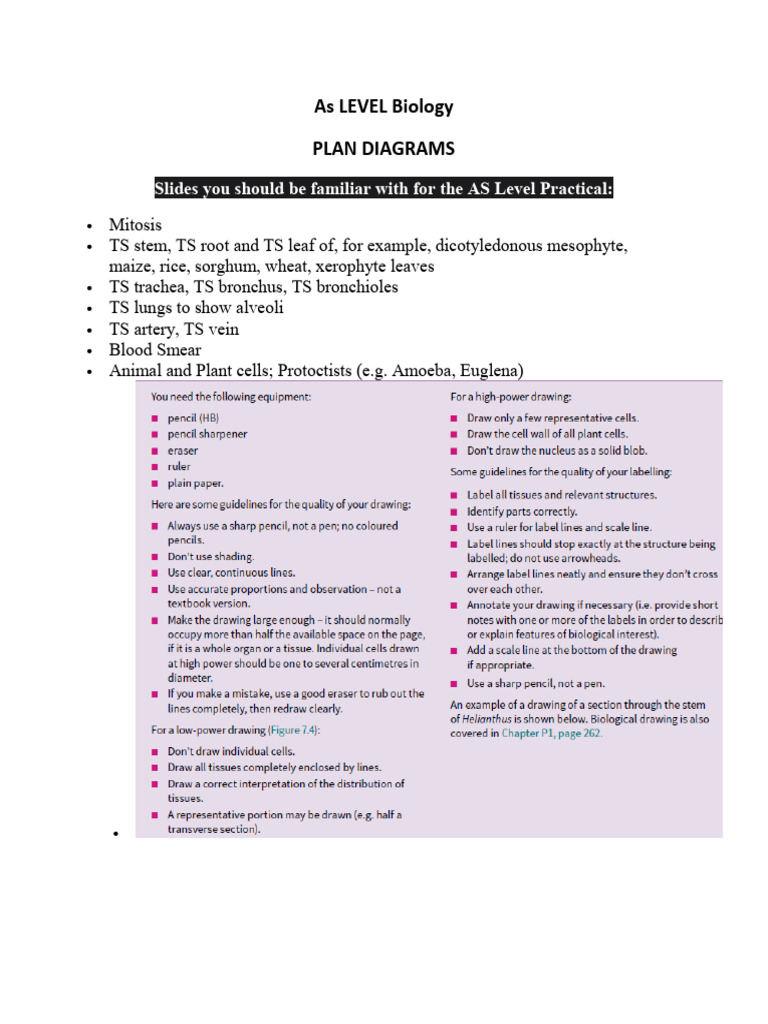 As LEVEL PLAN DIAGRAMS Biology | PDF | White Blood Cell | Cell (Biology)