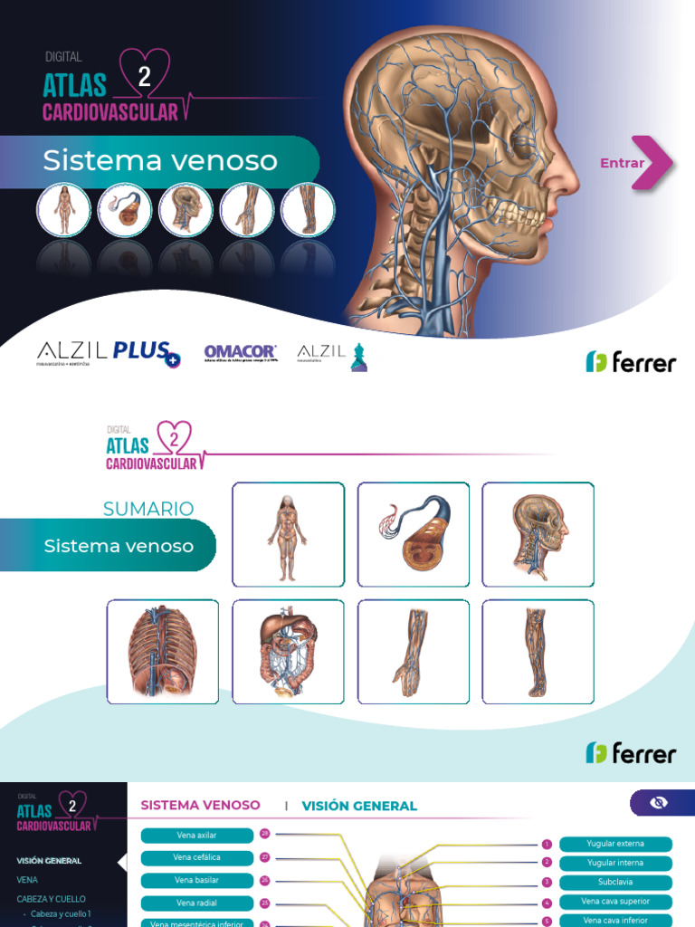 Anatomía del Sistema Venoso Humano | PDF | Vena | Abdomen