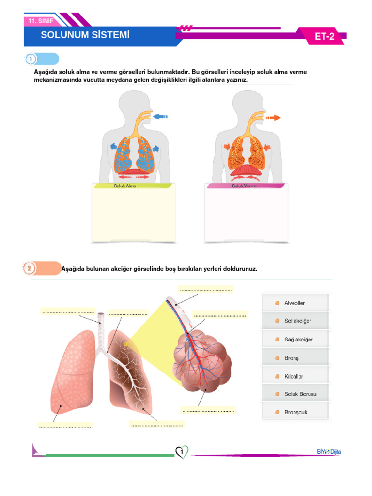 Solunum Et - 2 | PDF