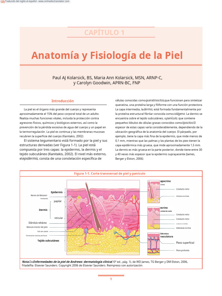 Anatomia y Fisiologã - A de La Piel - En.es | PDF | Epidermis | Piel