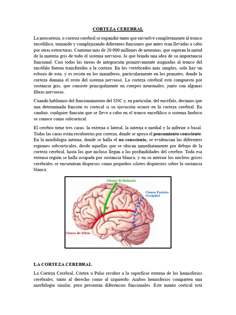 Funciones y Estructura de la Corteza Cerebral | PDF | Corteza cerebral ...