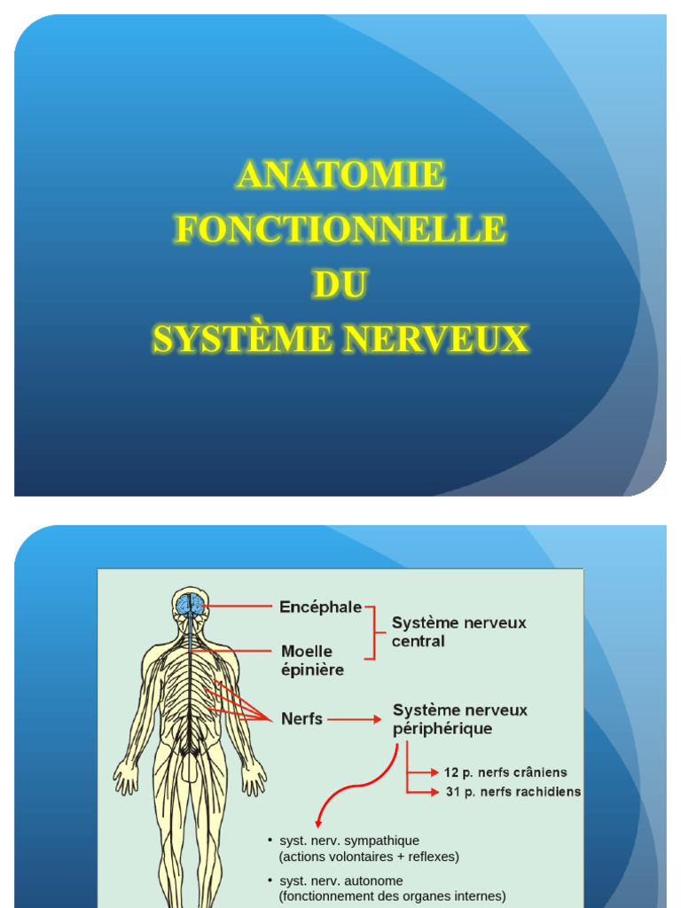 Anao Nerv | PDF | Nerf | Système nerveux