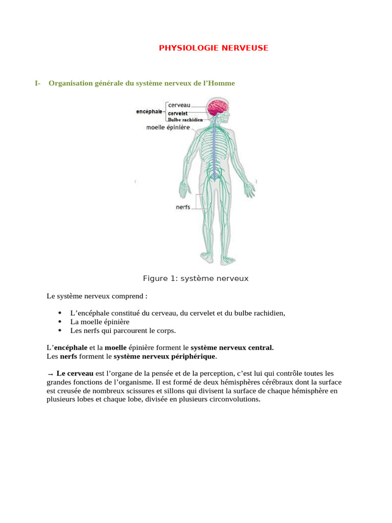 Physiologie du Système Nerveux | PDF | Neurone | Système nerveux