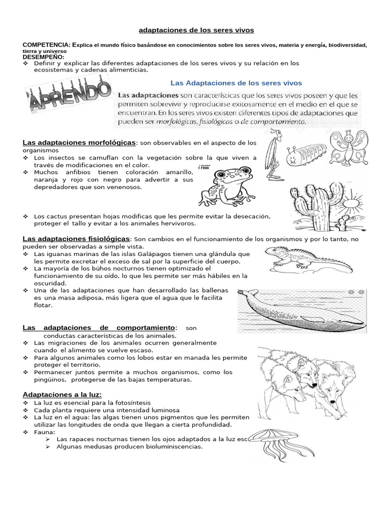 Adaptaciones de los seres vivos | PDF | Clima | Hoja
