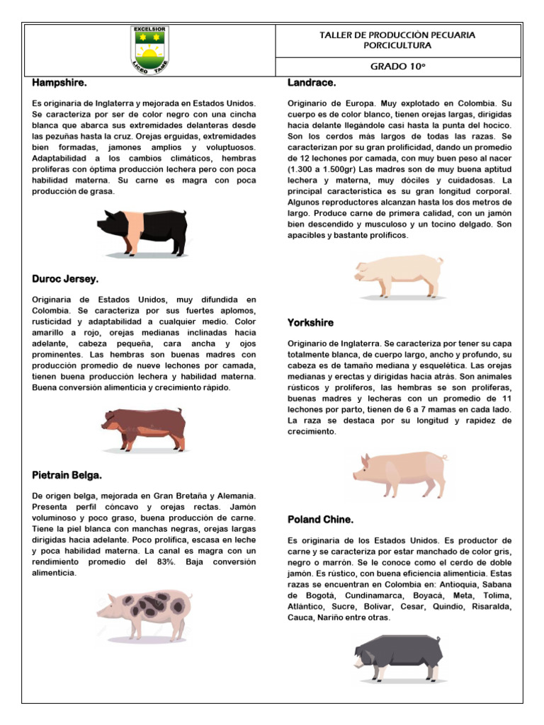 10 Razas de Cerdos Destacadas | PDF | Cerdo