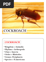 Cockroach Dissection | PDF | Wellness